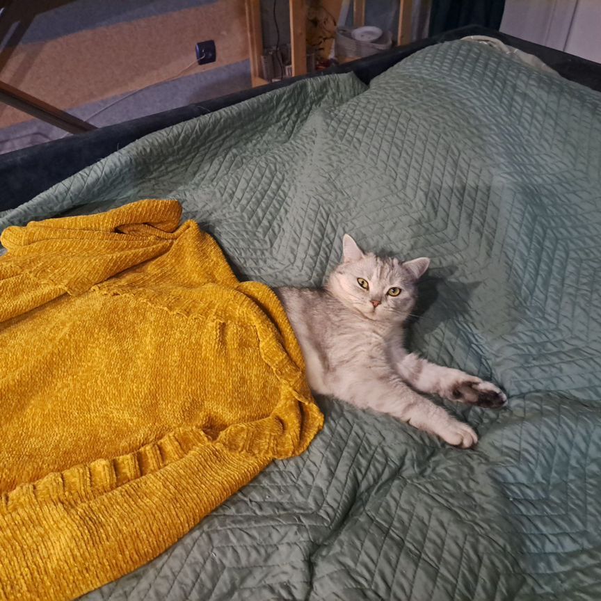 Кот Мефодий