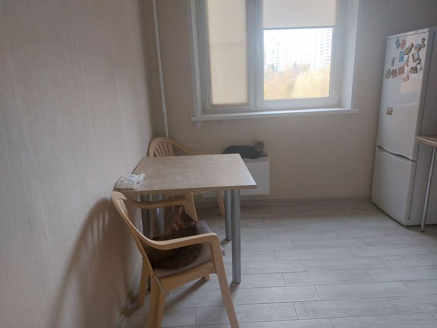 Кот и кошка