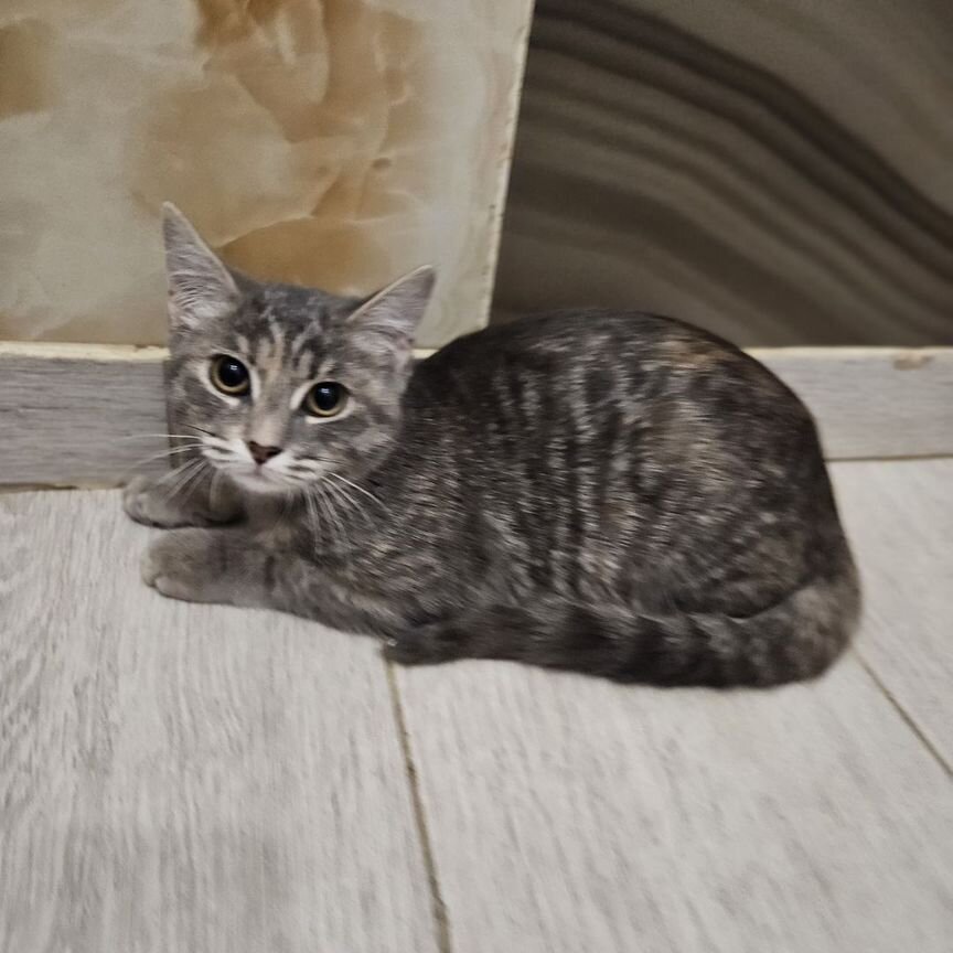 Котята в добрые руки бесплатно