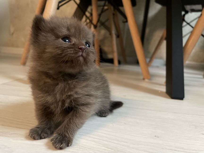 Британские котята