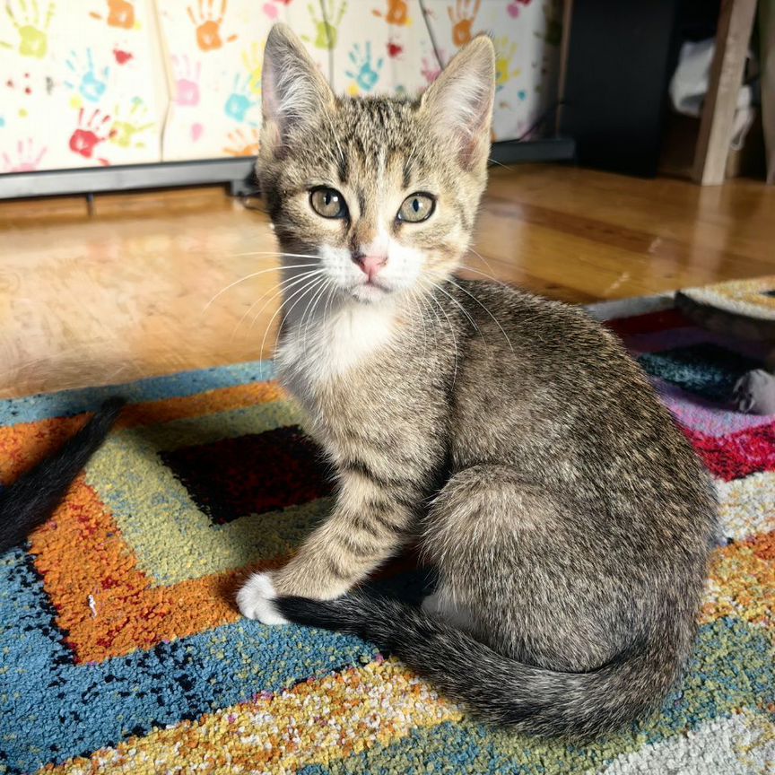 Котёнок в добрые руки