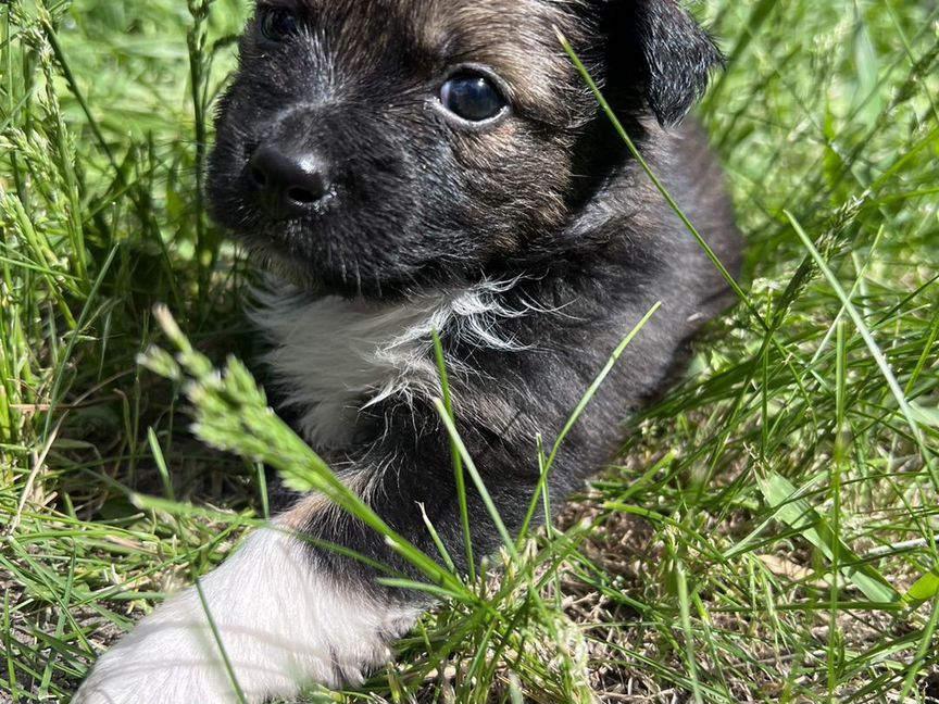 Пекинес помесь