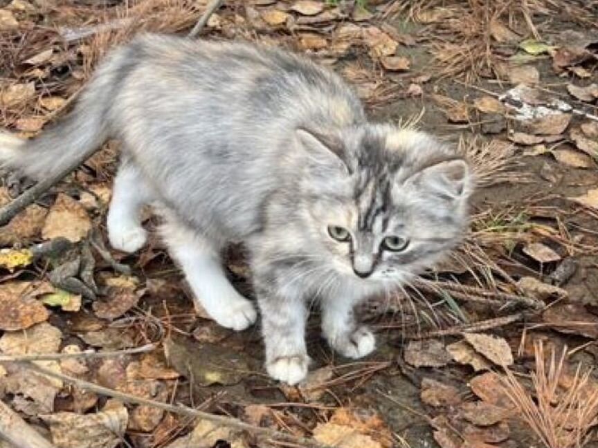 Девочка котенок выживает на помойке 2 месяца