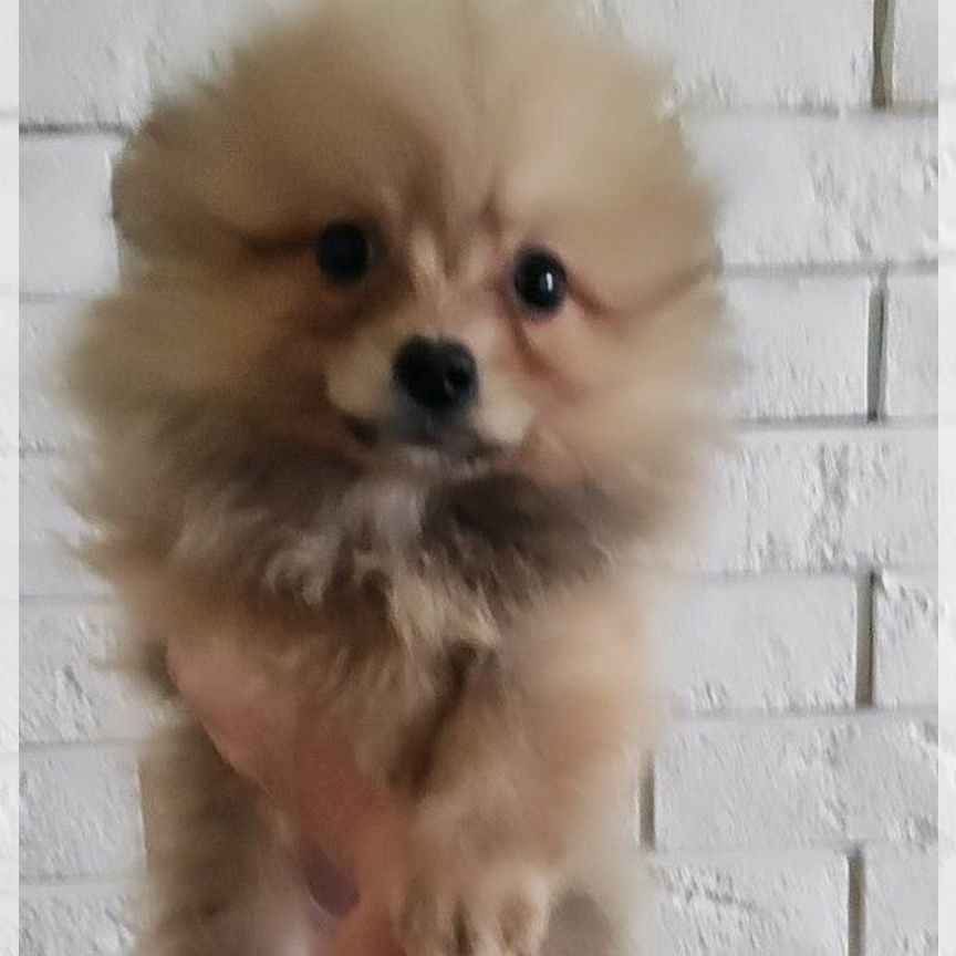 Шпицешарик