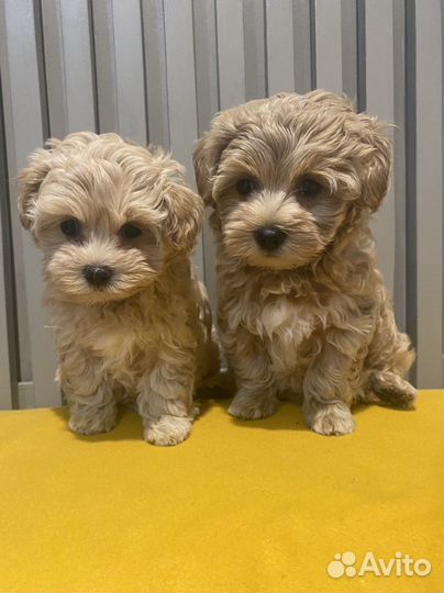 Мальтипу f1 mini