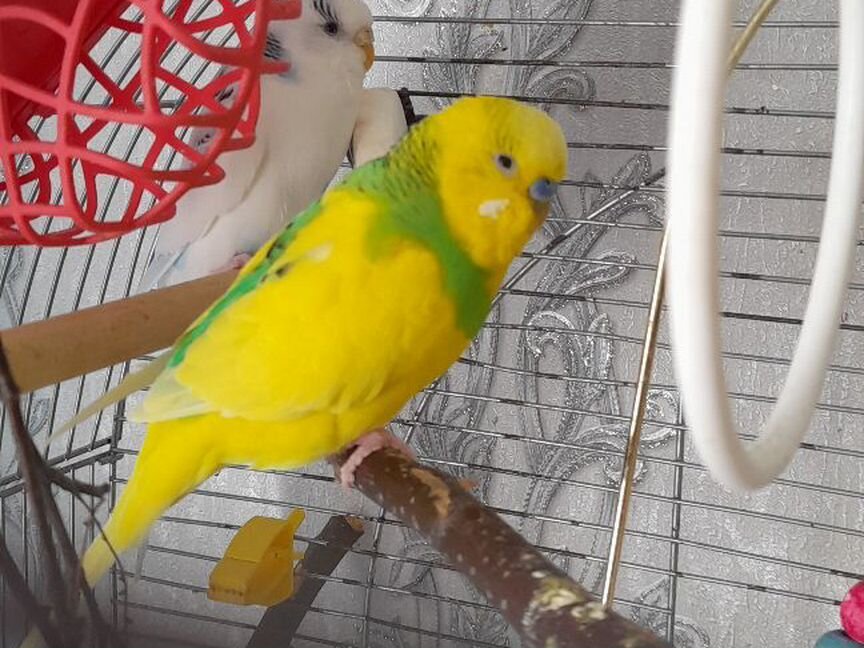 Волнистые попугайчики ручные