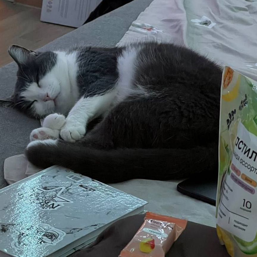 Кошечка Марта