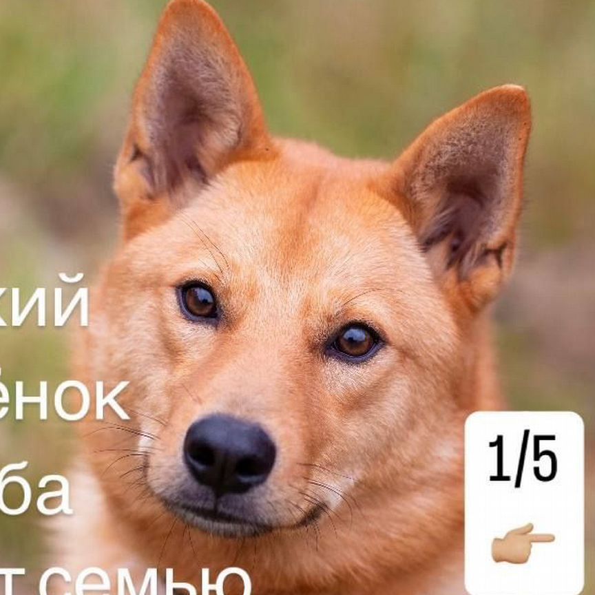 Лайка, взрослый пёс