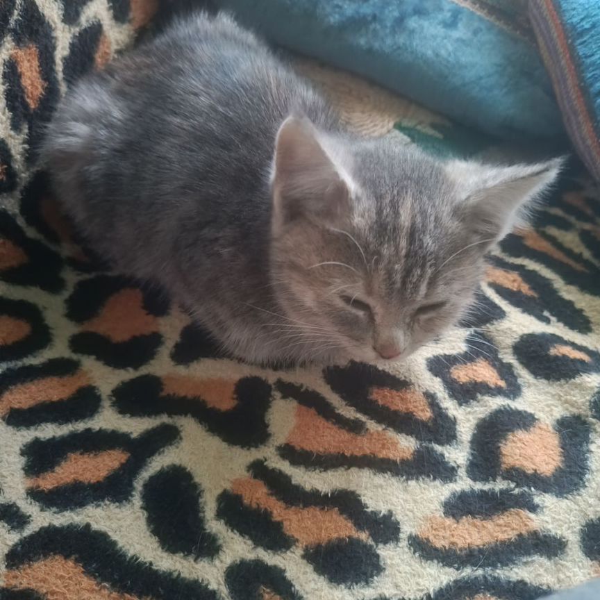 Котенок в добрые руки