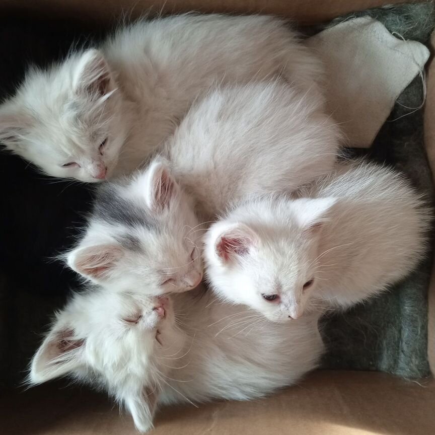 Котята в добрые руки