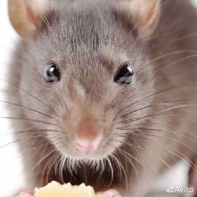 Крысы менее 2 месяцев породы рэкс и есть обычные