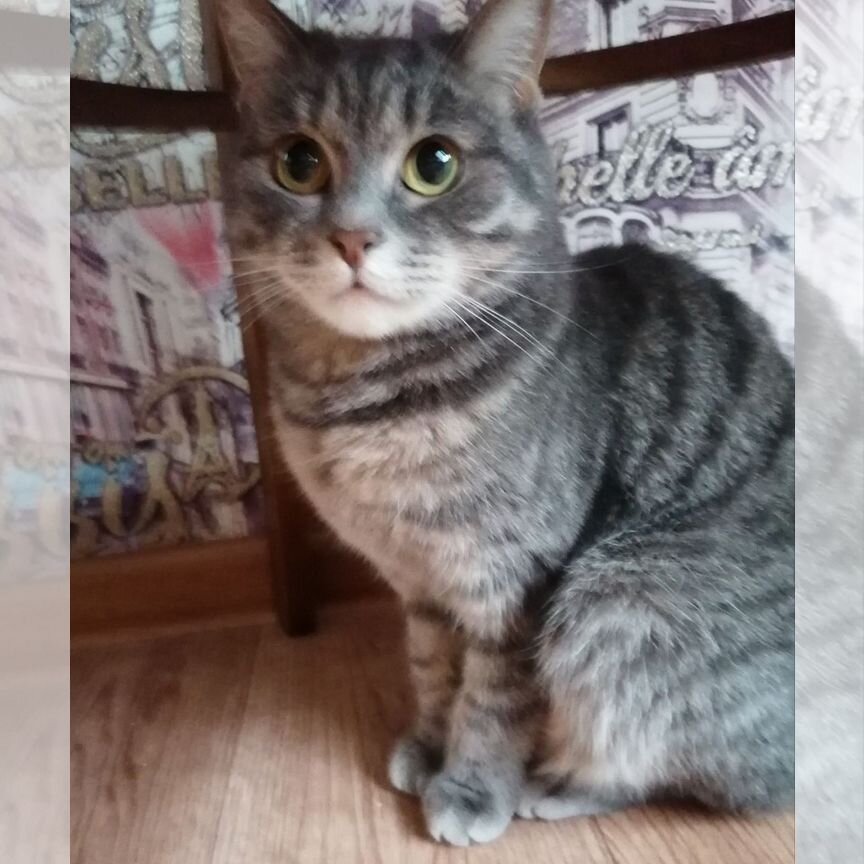 Взрослая, кошка в добрые руки