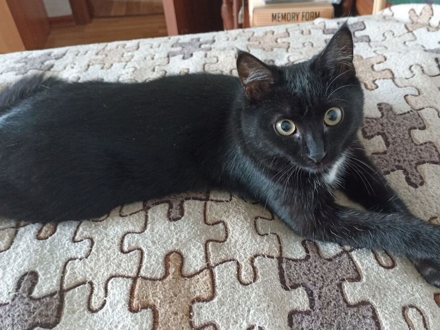 Кот котёнок чёрный отдам