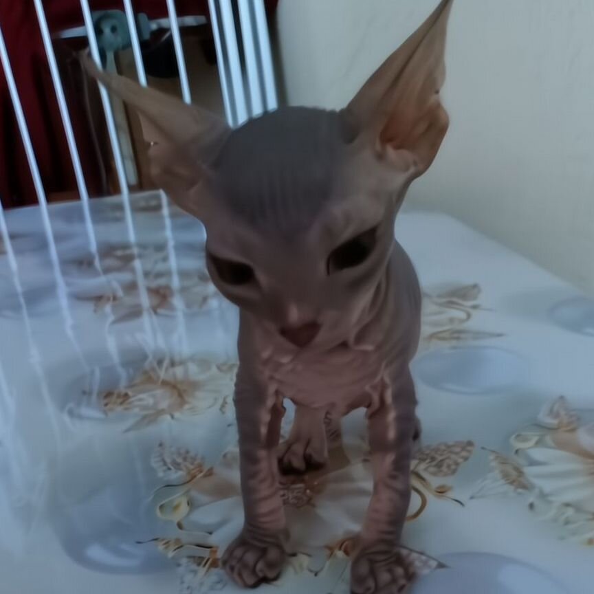 Канадский сфинкс котёнок