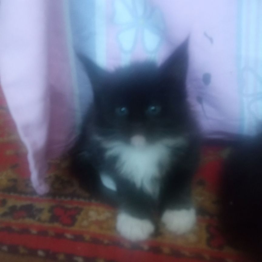 Котята мейн-кун