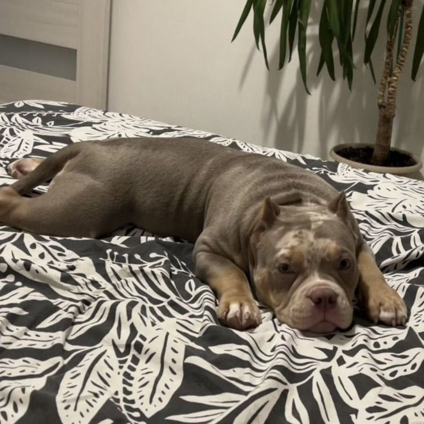 Американский булли, щенок