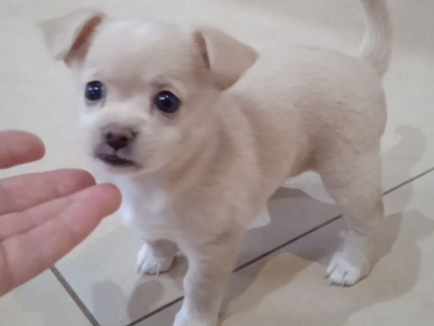 Щенки чихуахуа