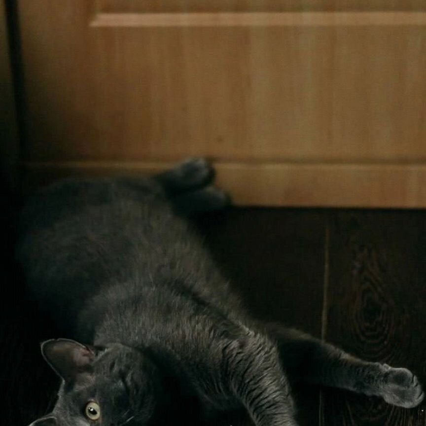 Кот Хром ищет дом