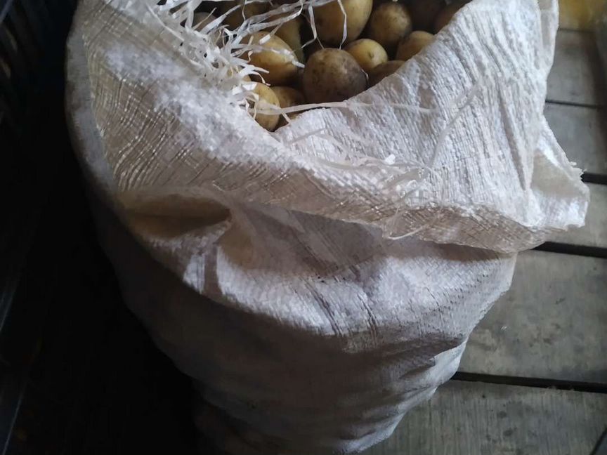 Картофель кормовой мелкий