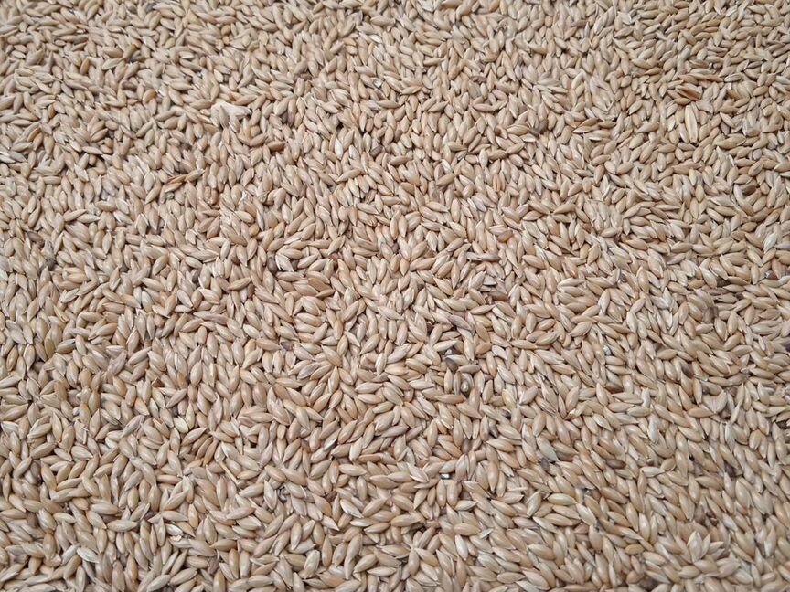 Канареечное семя