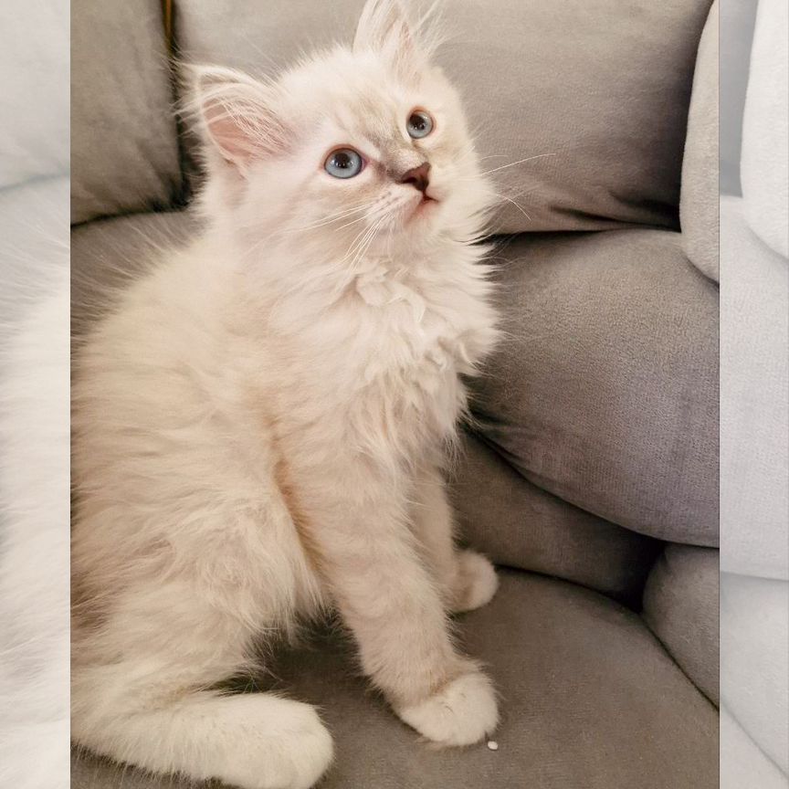 Котята невская маскарадная