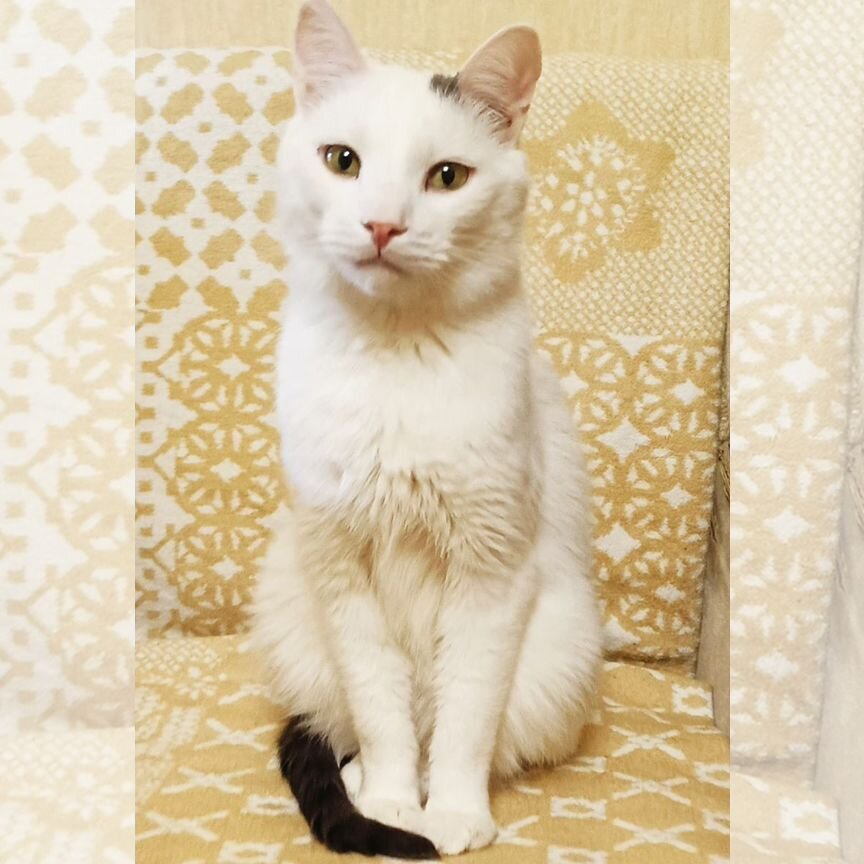 Взрослый кот в добрые руки