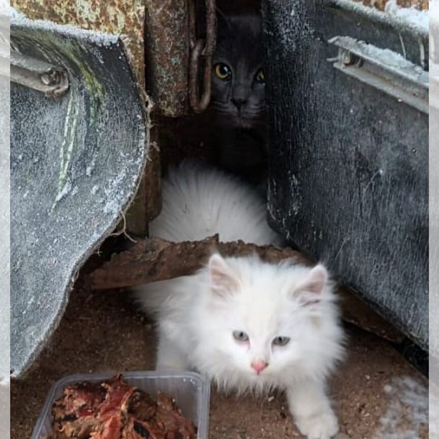 Турецкая ангора котёнок