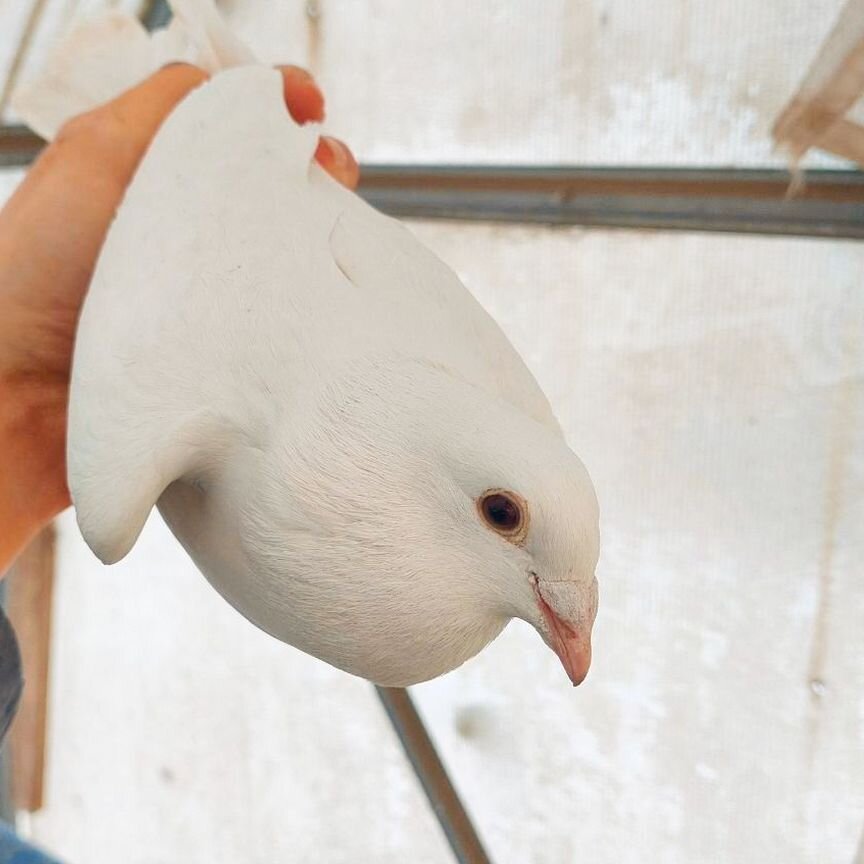 Голуби спортивные, почтовые, пара