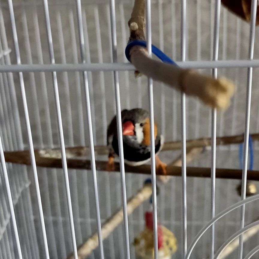 Амадин в добрые руки