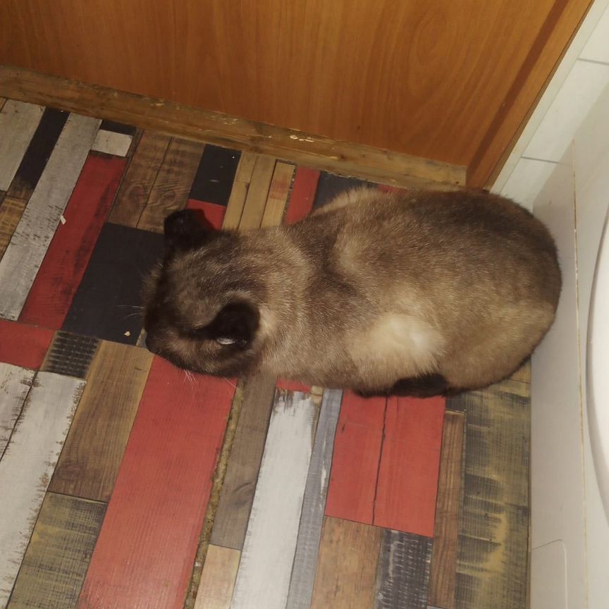 Кот в беде