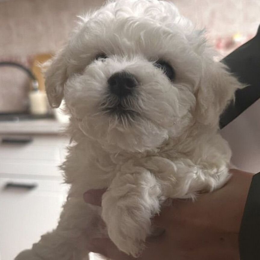 Бишон фризе, щенок