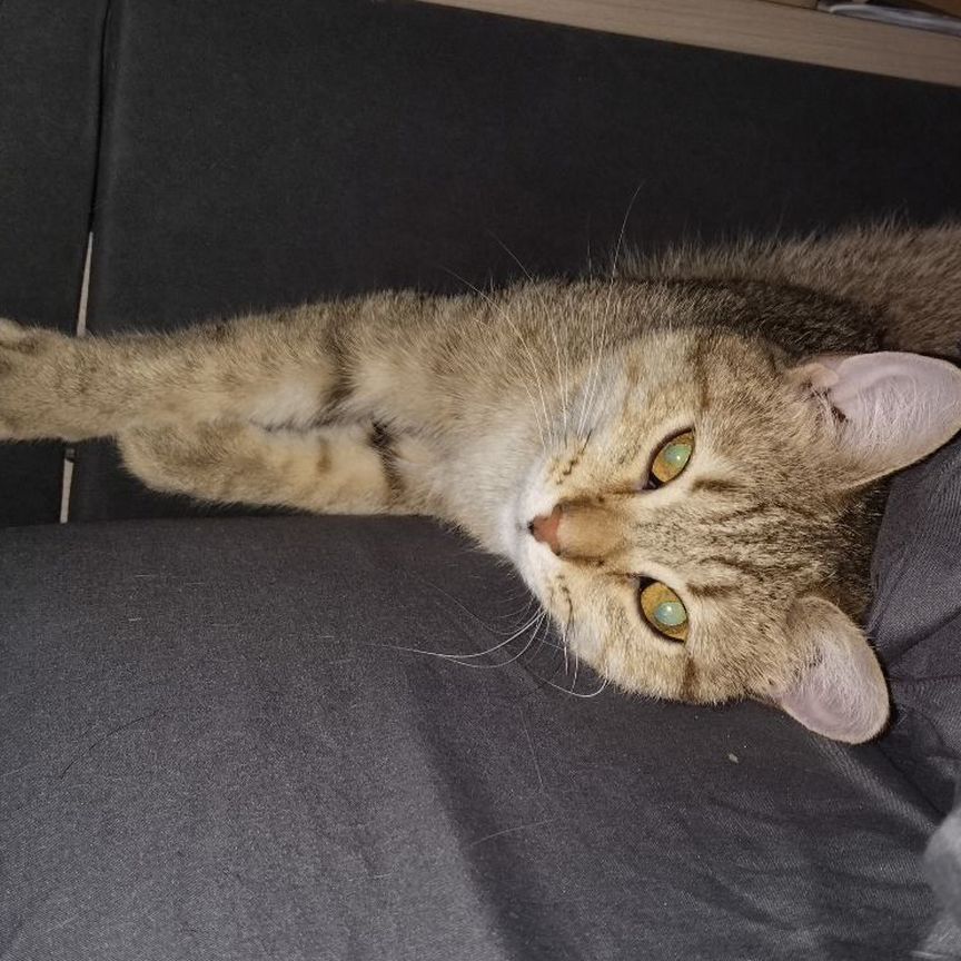 Кошечка в добрые руки