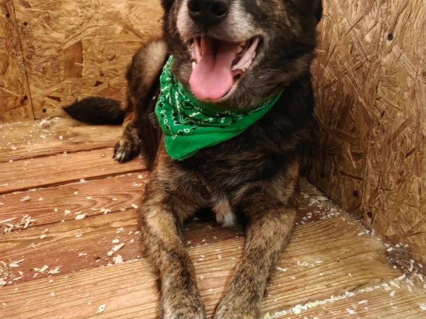 Собака в добрые руки