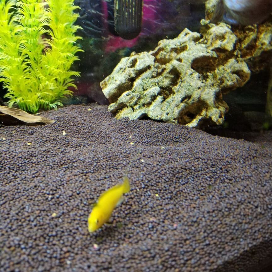 Еллоу желтая