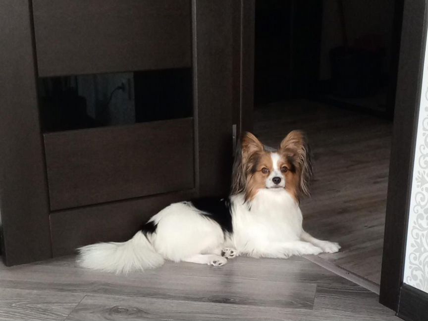 Вязка папийон