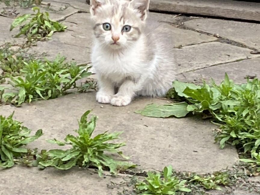 Кошка