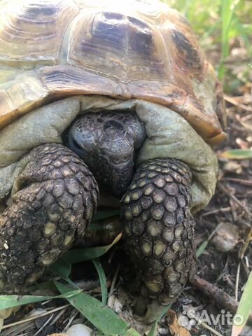 Черепаха сухопутная