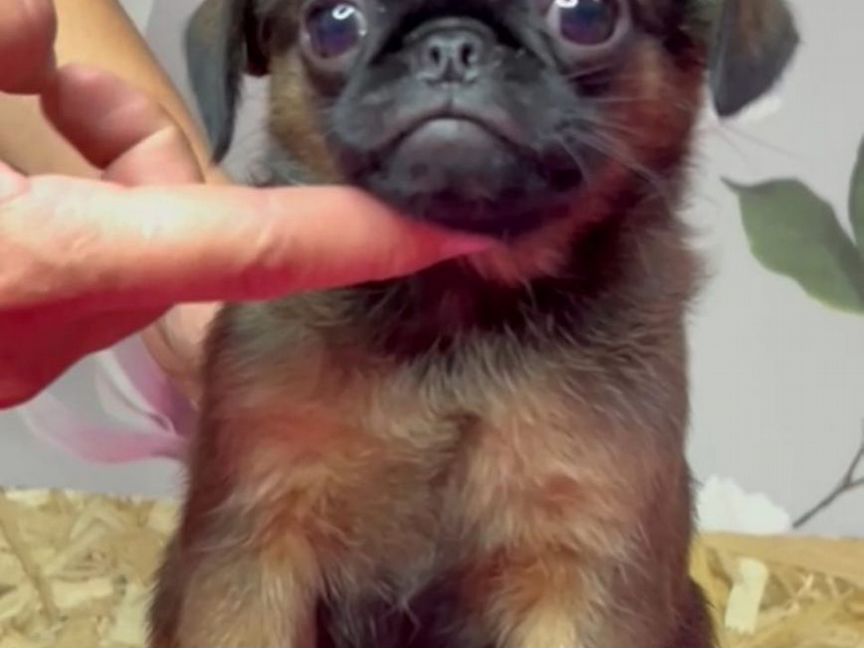 Мальчишки брабансоны