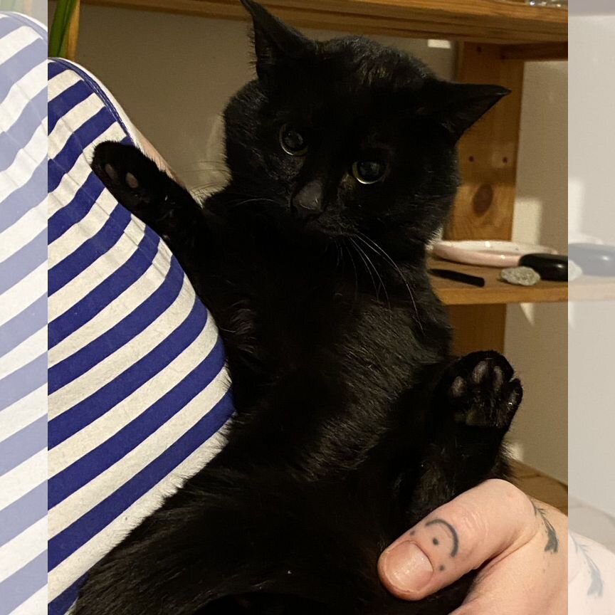 Взрослый кот в добрые руки