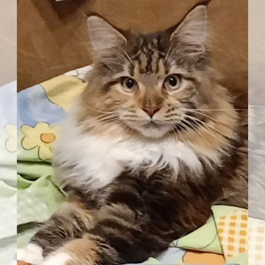 Мейн-кун кошка 2 года