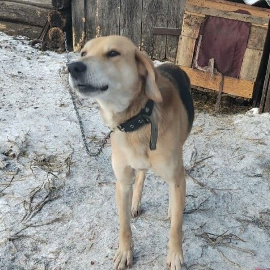 Русская гончая