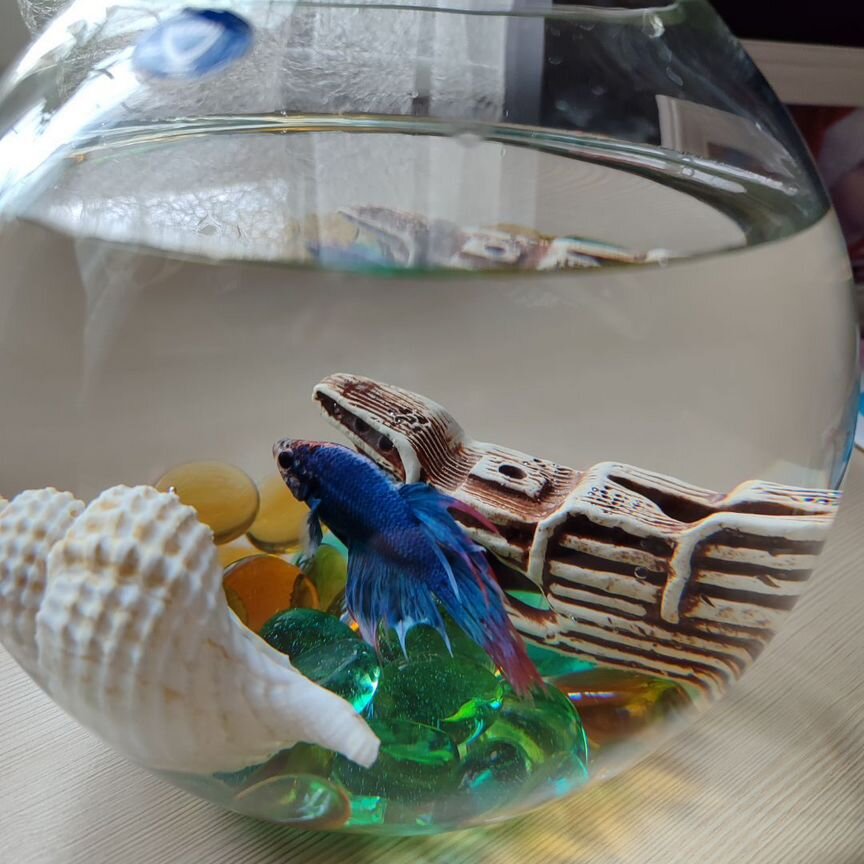 Продам рыбку с аквариумом