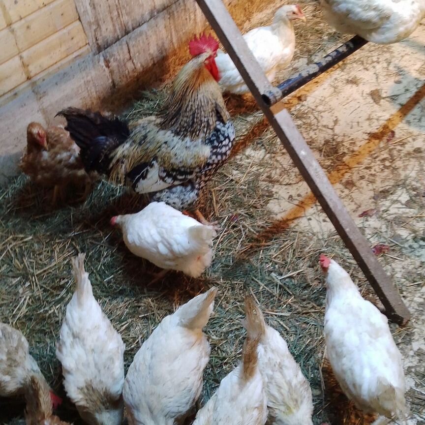 Куры несушки возраст 1 год