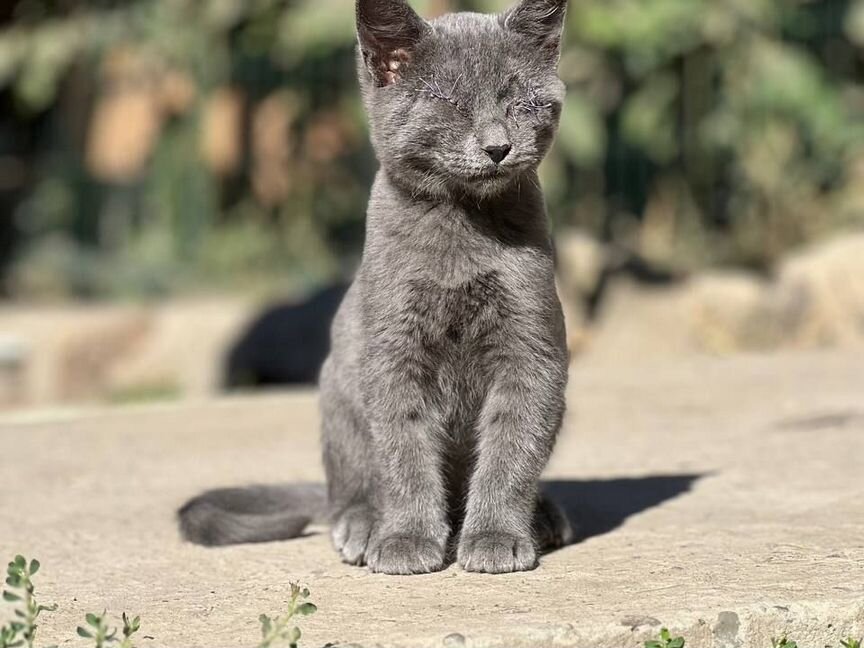 Особенный котенок