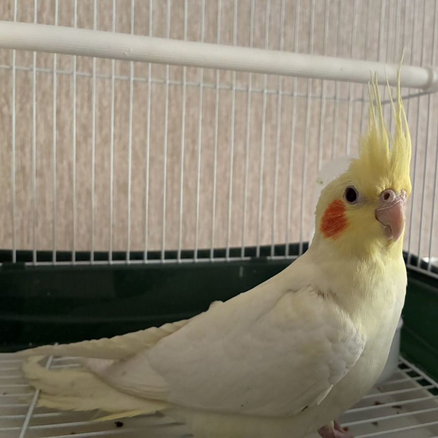 Попугай корелла с клеткой