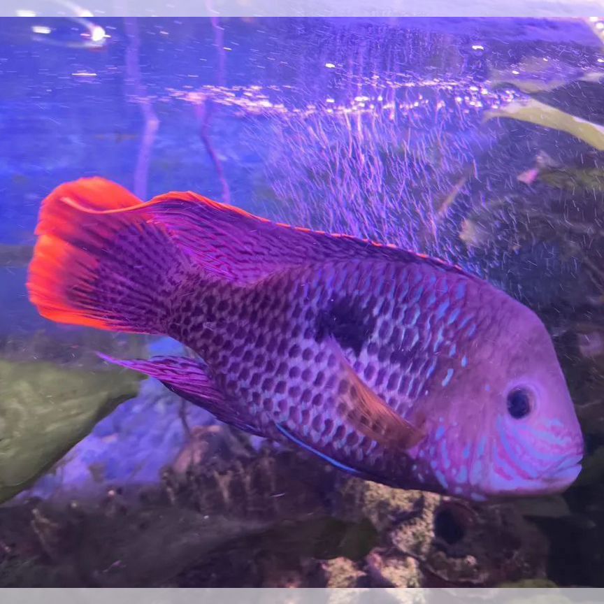 Акара бирюзовая