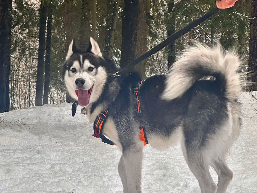 Сибирский хаски лайка в добрые руки