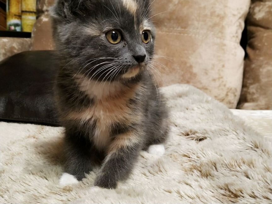 Котята отдам бесплатно