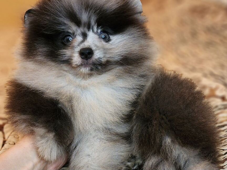 Мальчик мерле 3,5 месяца