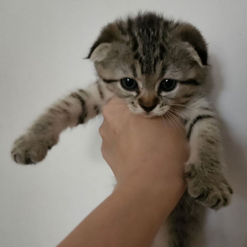 Шотландская